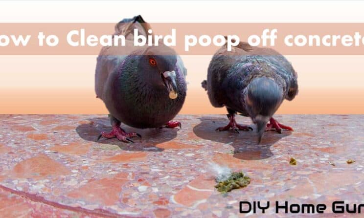 How to Clean Bird Poop Off Concrete? – DIY HOME GURU